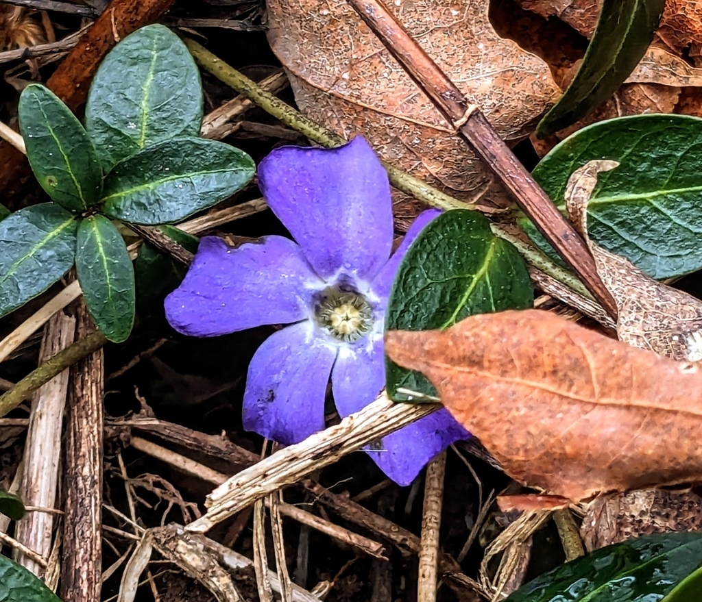 lesser periwinkle from Elka Park, NY 12427, USA on December 24, 2023 at 10:52 AM by callicladium ...