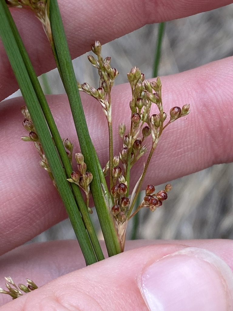 Broom Rush from Isaacs Ridge Nature Reserve, Isaacs, ACT, AU on November 22, 2023 at 05:29 PM by ...