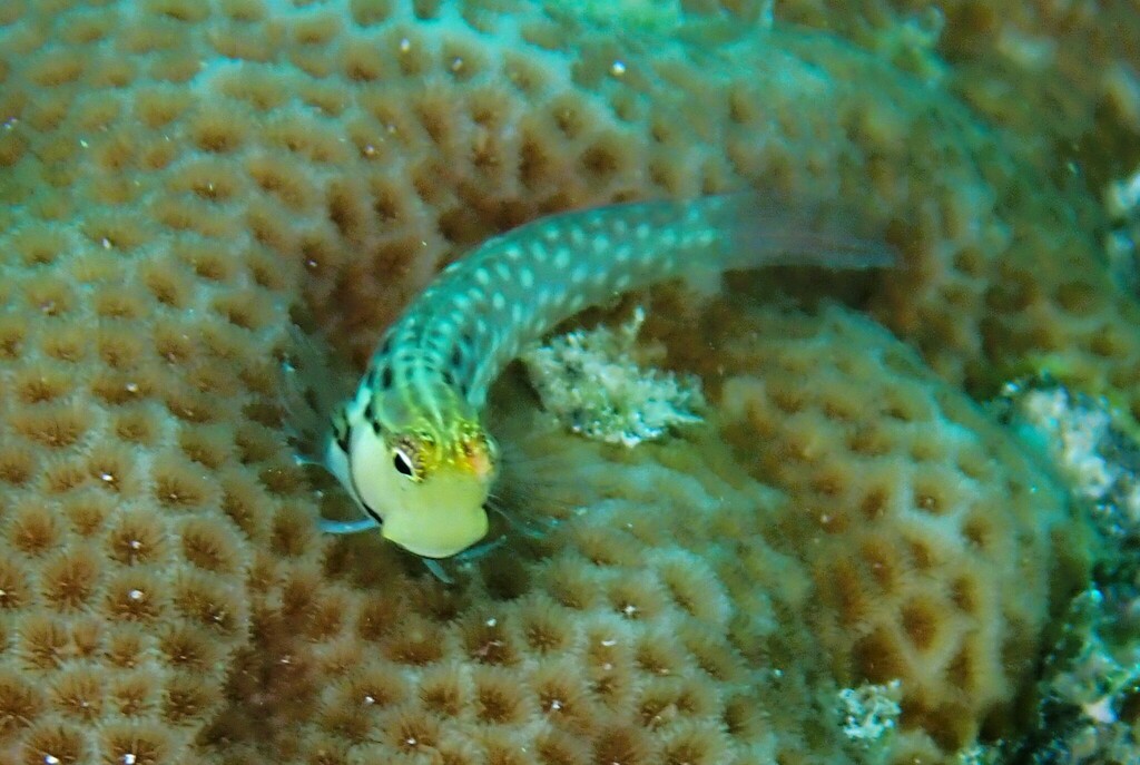 Palespotted Combtooth Blenny from Mystery Island, Vanuatu on May 20 ...