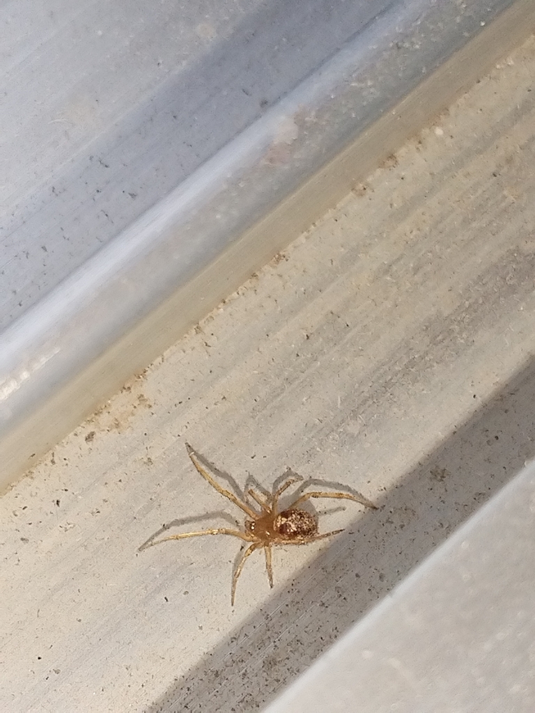 Common House Spider from Weihai, CN-SD, CN on December 31, 2023 at 09: ...
