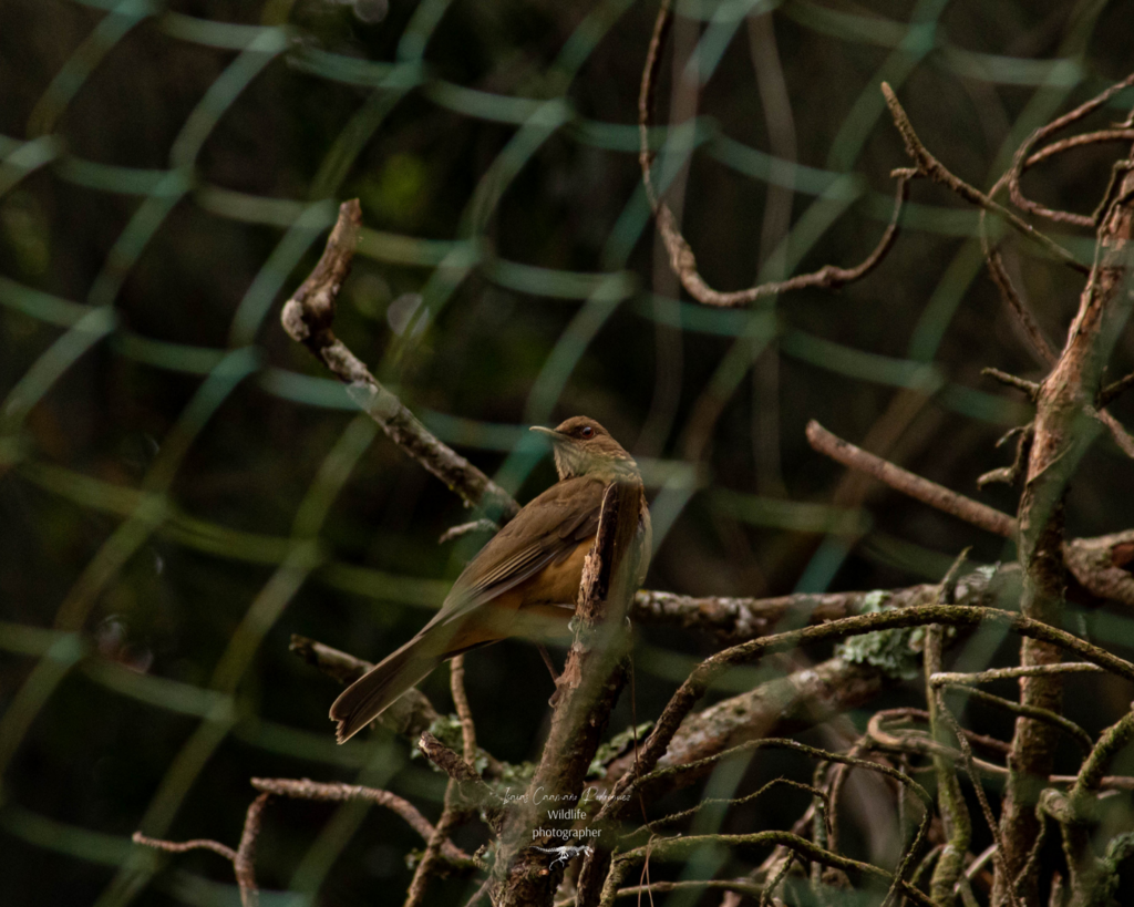 Clay-colored Thrush from Sipeh Animas, Xalapa-Enríquez, Ver., México on ...