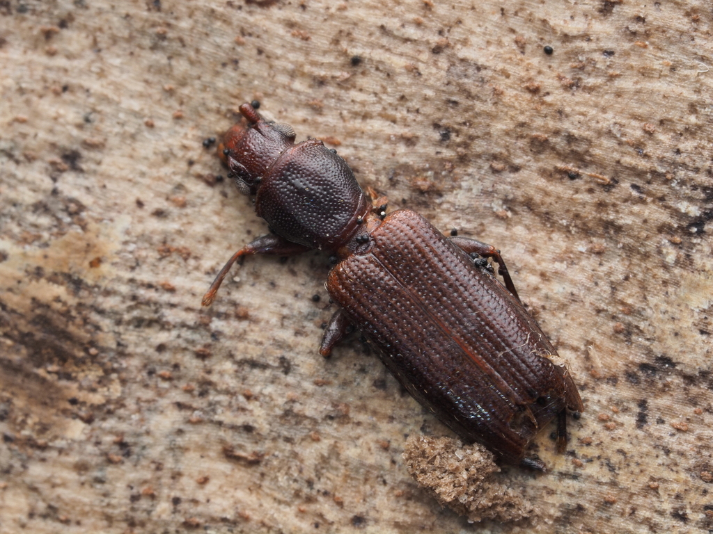 Shorthorned Flat Beetle from Glorit, Auckland, North Island, New ...