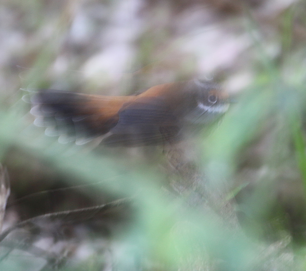 Australian Rufous Fantail from Main Range NP (Goomburra Section ...