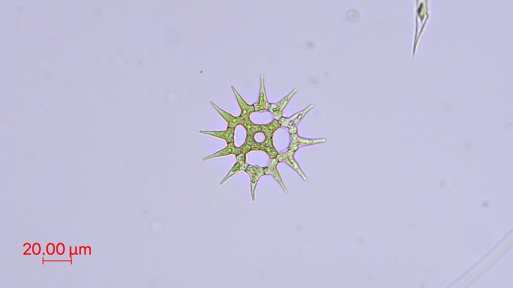 Monactinus simplex from 日本、宮城県仙台市泉区 on September 18, 2021 by amayakan ...