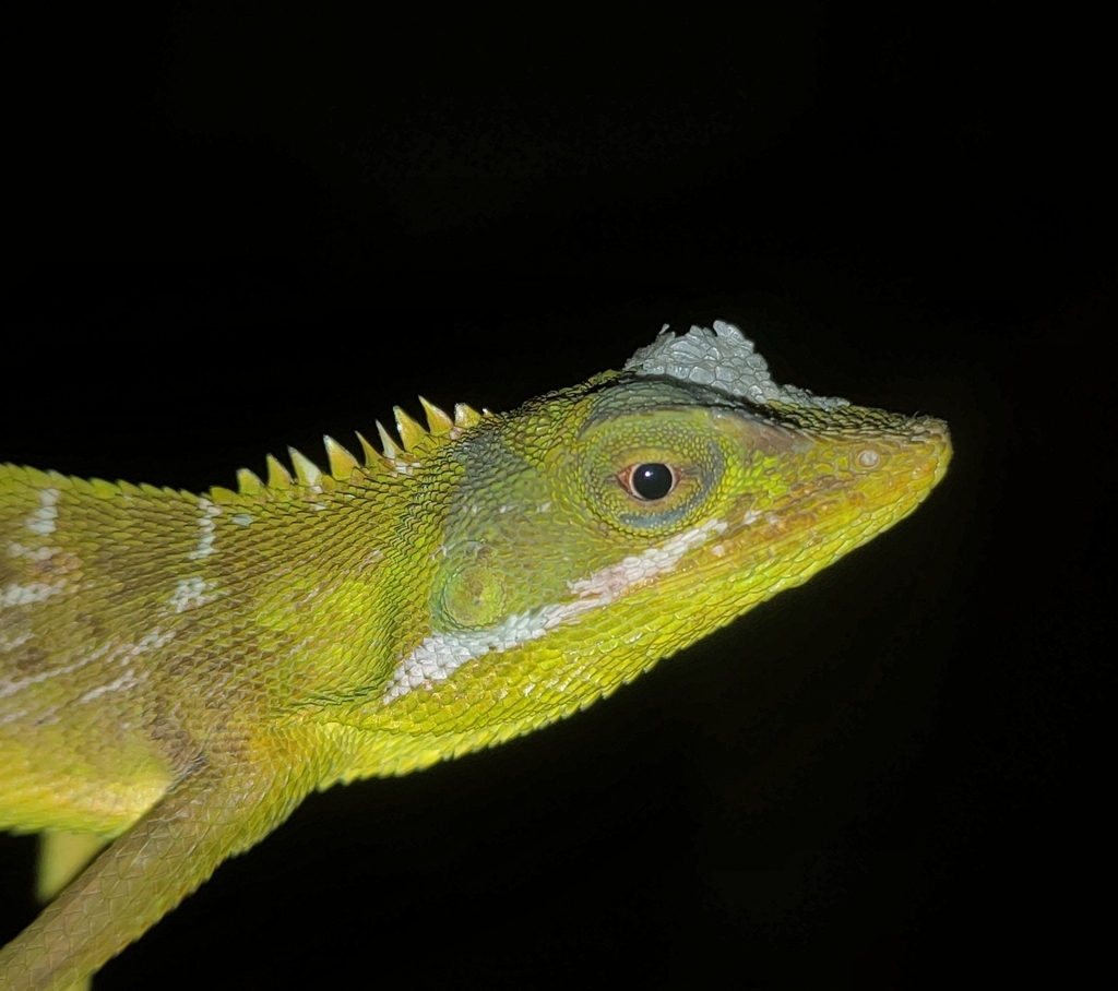 Green Crested Lizard from H3C9+X58, San Joaquin, Iloilo, Philippines on ...