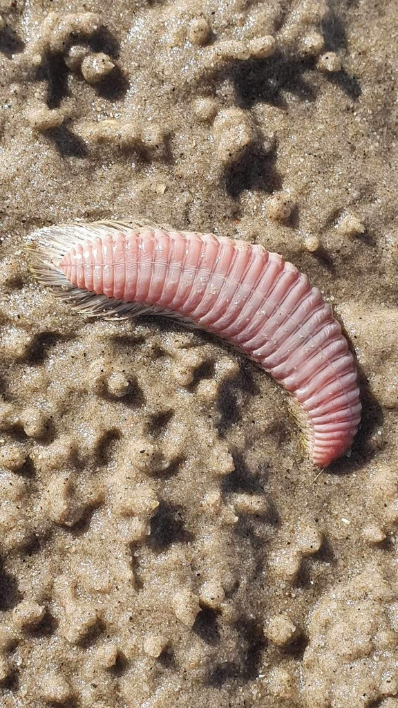 Golden Bristle Worm from Hervey Bay, Burrum Heads, QLD, AU on December ...