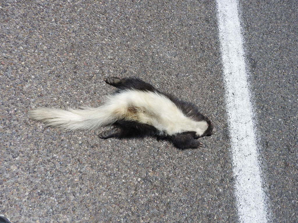 American Hog-nosed Skunk from Jesús María, Ags., México on April 7 ...
