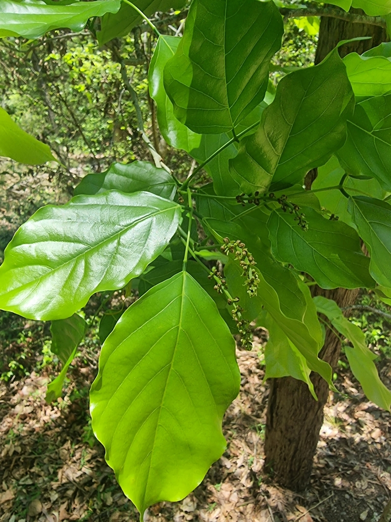 Indian beech tree from Mount Coot-Tha QLD 4066, Australia on December 7 ...
