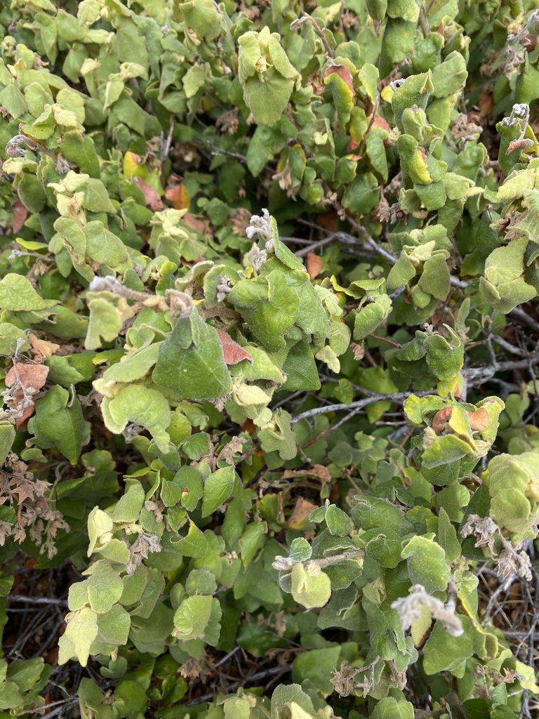Drooping Velvet-bush from Great South West Walk, Portland West, VIC, AU ...