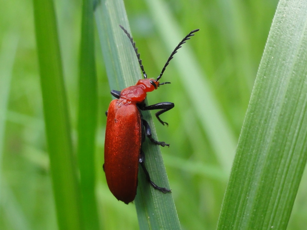 Common Cardinal Beetle from Gerstheim, France on April 22, 2014 at 04: ...