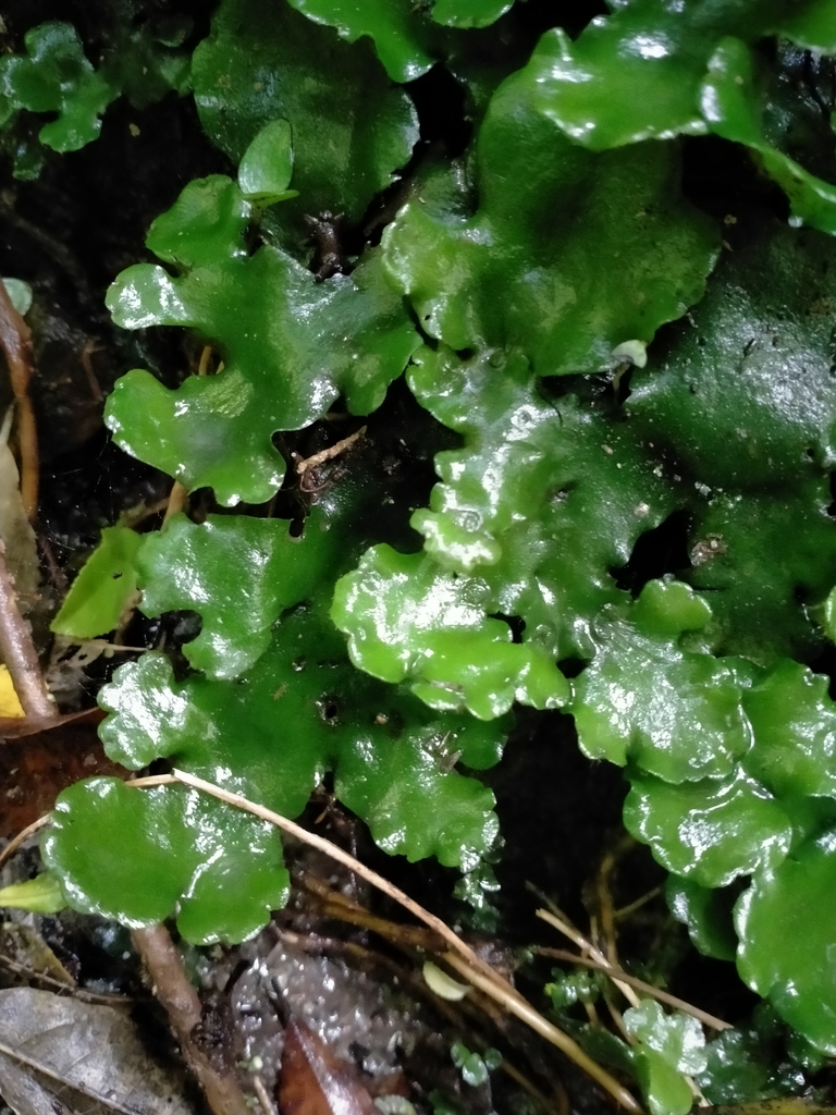 Monoclea forsteri from Kenepuru, Porirua, New Zealand on December 31 ...
