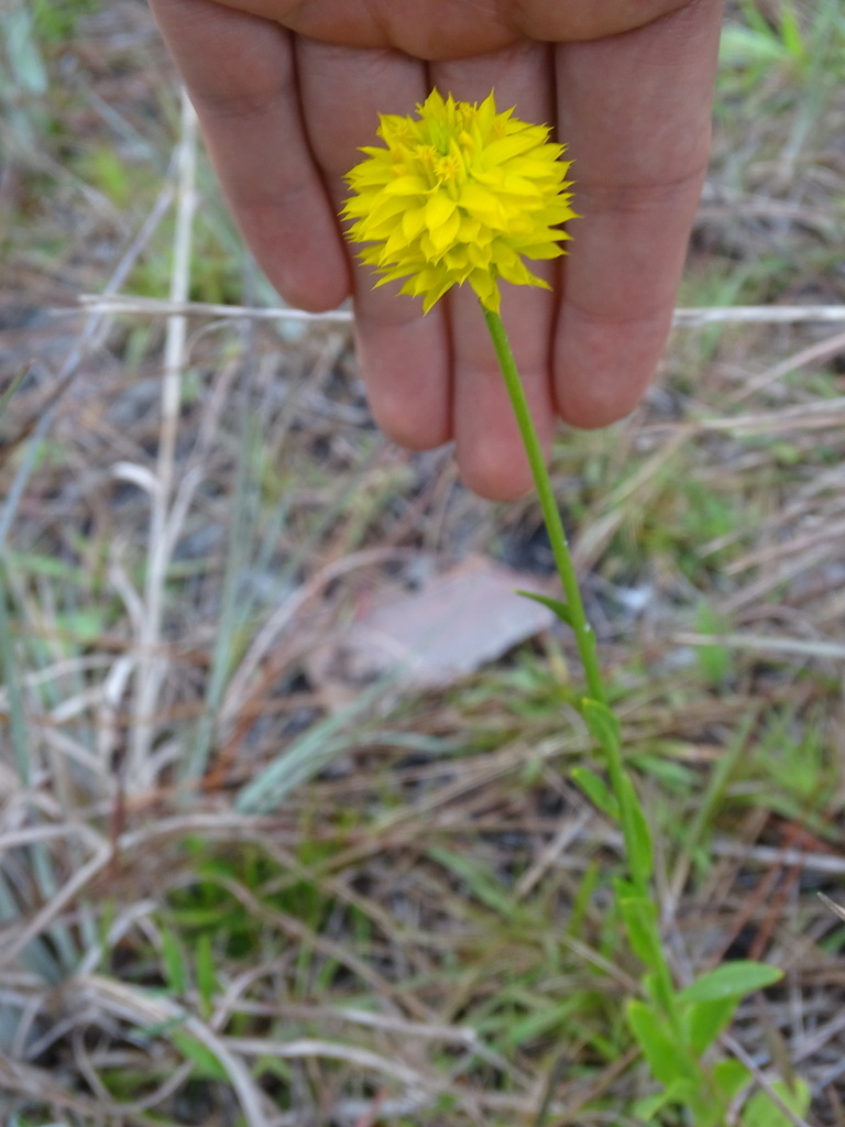 Yellow milkwort from Martin County, FL, USA on December 17, 2022 at 04: ...