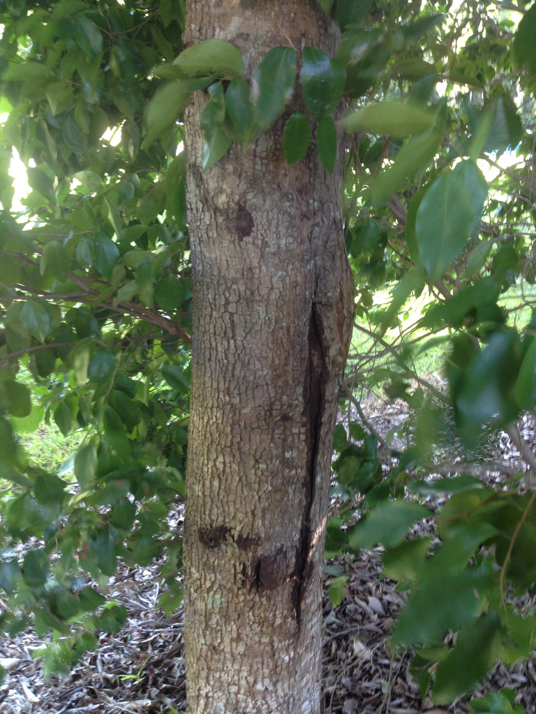 (Terminalia microcarpa) - Botanical Realm