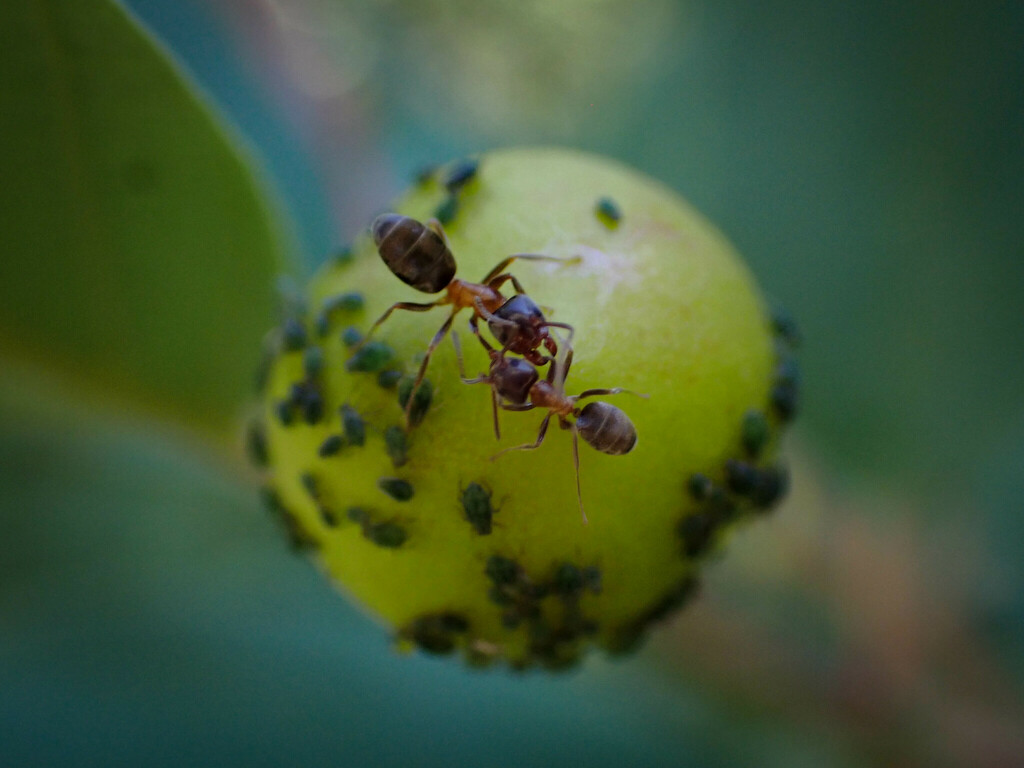 Western Velvety Tree Ant from San Diego County, CA, USA on September 4 ...