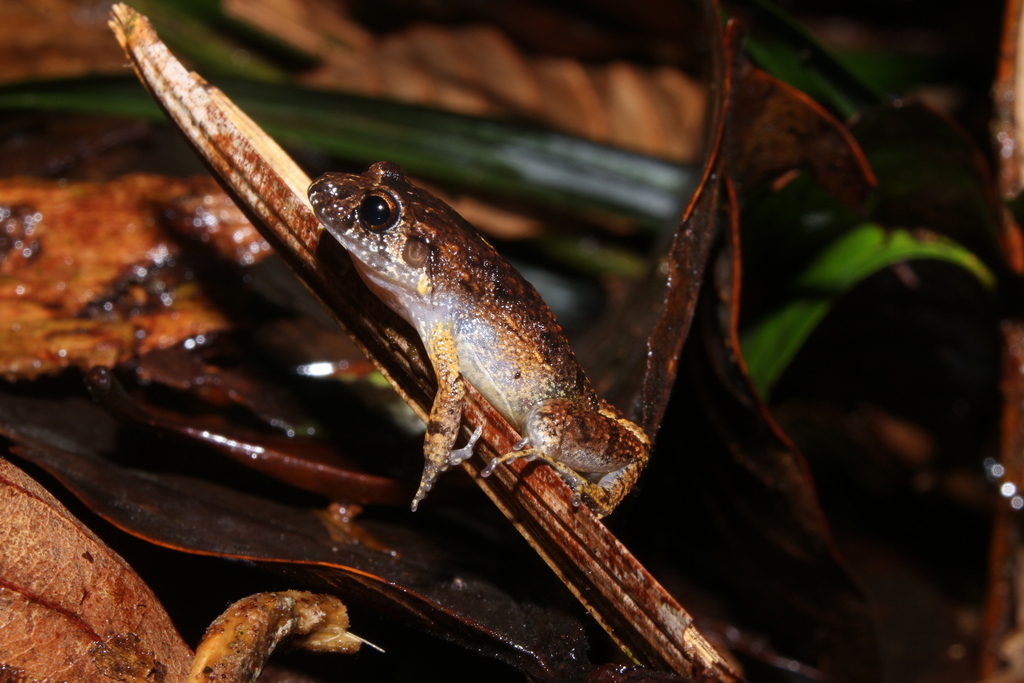 Cocha Chirping Frog from Manaus - AM, Brasil on December 30, 2023 at 08 ...