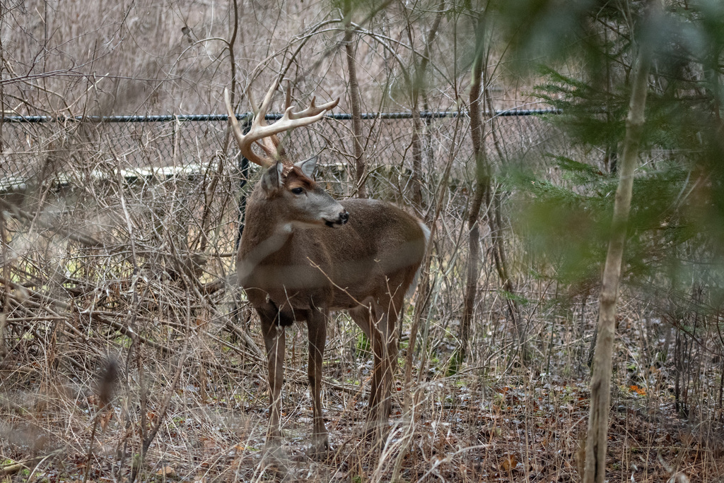 White-tailed Deer from Bayview Village, Toronto, ON, Canada on December ...