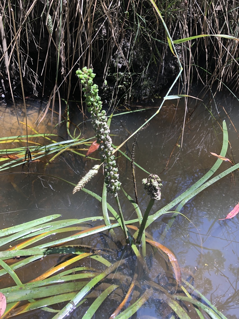 Water Ribbons (Cycnogeton procerum) - Botanical Realm