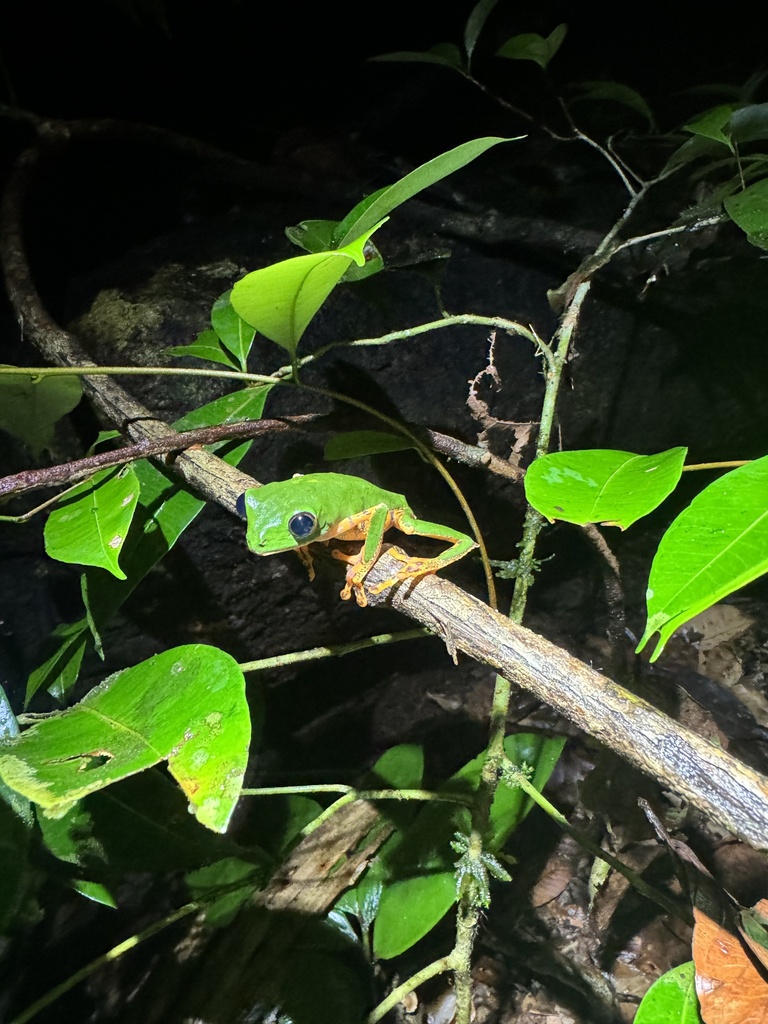 Barred Monkey Frog from Água Branca (SIT 20-Rural?), Manaus, AM, BR on ...