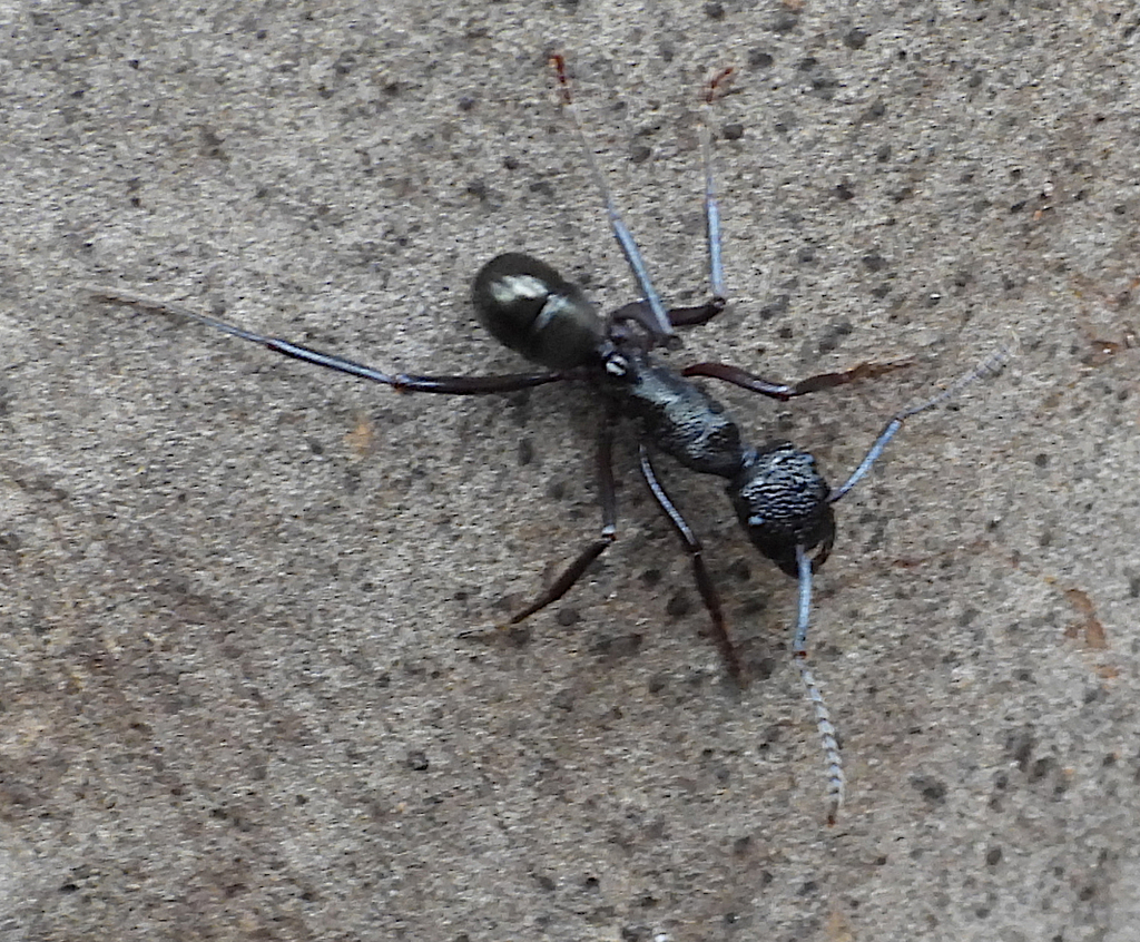 Pony Ants from Bellbird Grove, Bellbird Grove Road, QLD 4520, Australia ...