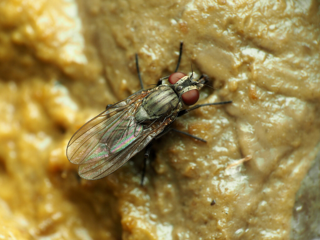 Lesser House Flies And Allies From Northwest Washington Washington DC Lesser House Flies And Allies From Northwest Washington Washington DC