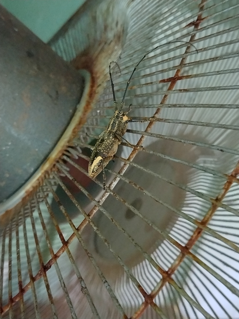 Pelargoderus rubropunctatus from Iron Range QLD, Australia on January ...