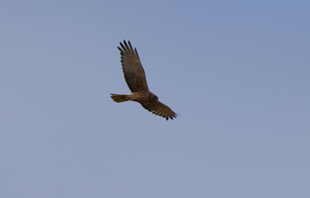Swamp Harrier from Chatto Creek, New Zealand on December 25, 2023 at 11 ...