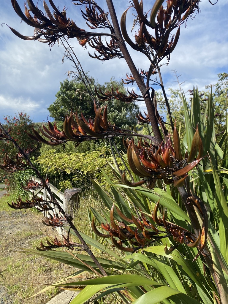 New Zealand flax from South Island/Te Waipounamu, Port Chalmers, Otago ...