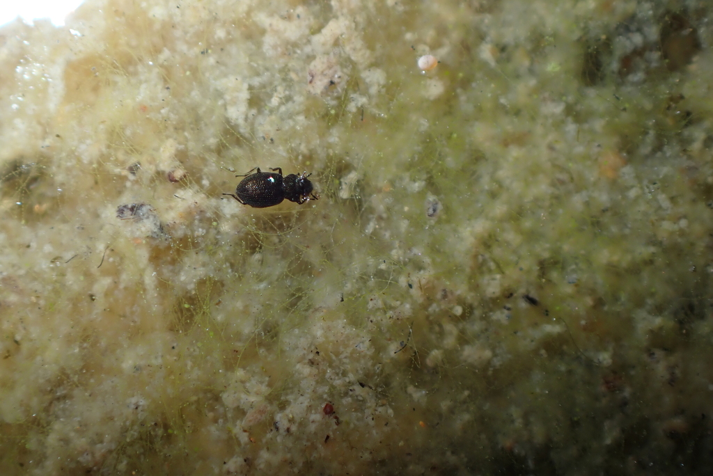 Ochthebius in December 2023 by Yui Hong Chiu · iNaturalist