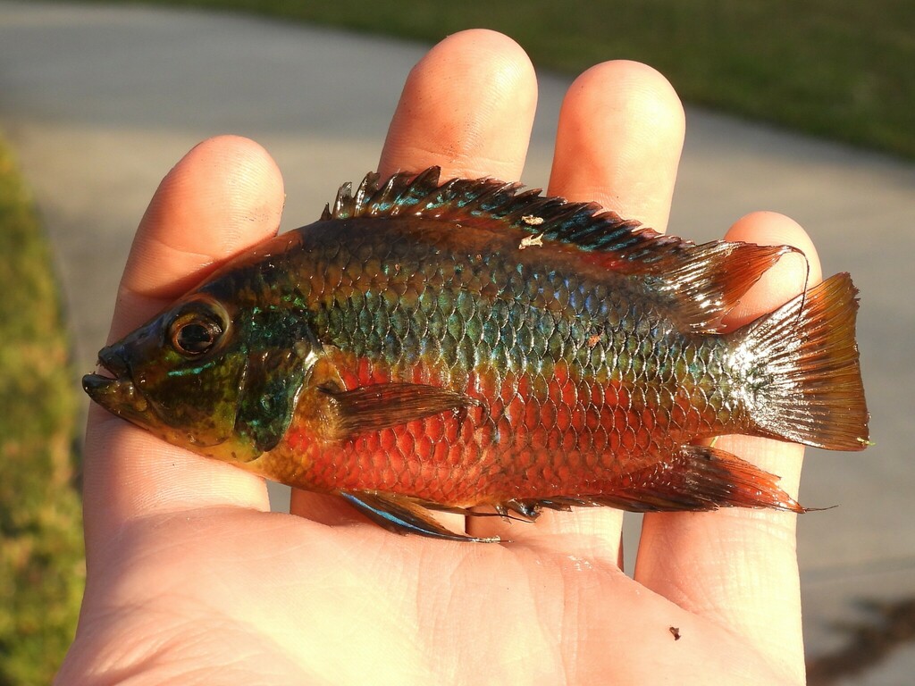 Tricolored Cichlid from Broward County, US-FL, US on December 30, 2023 ...
