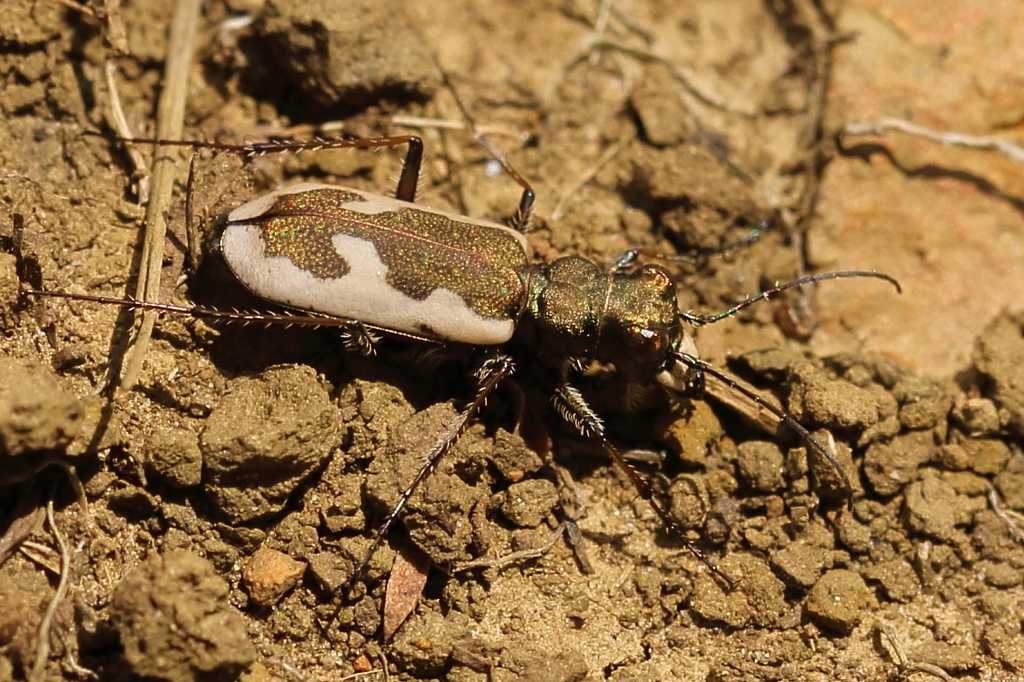 Wide-banded tiger beetle from South Island/Te Waipounamu, Waikouaiti ...
