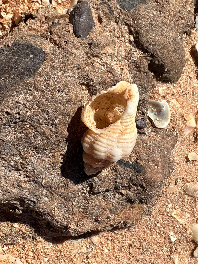 red-mouth goblet whelk from Roebuck WA 6725, Australia on August 15 ...