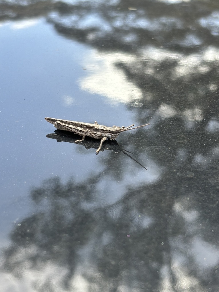 Bark-mimicking Grasshopper from Meredith-Steiglitz Rd, Steiglitz, VIC ...