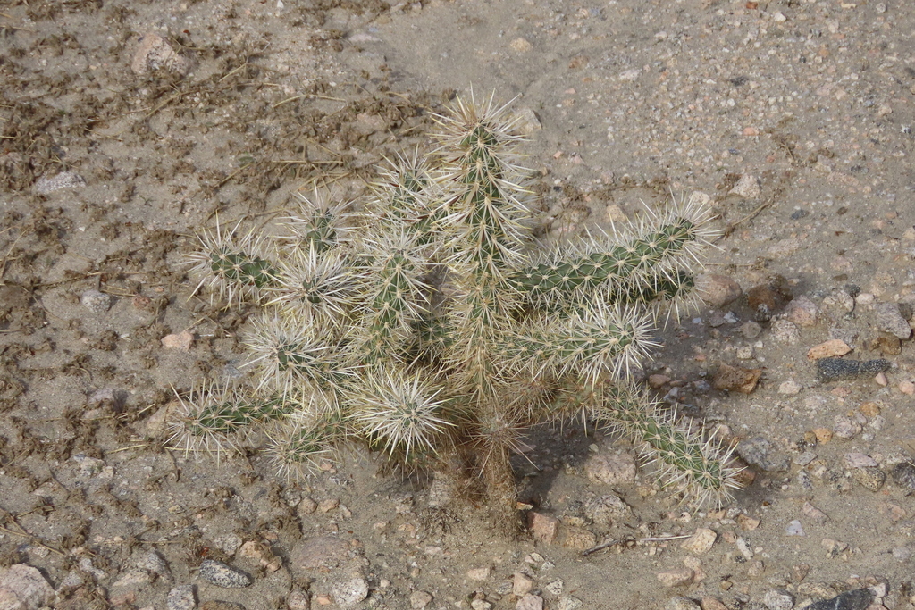Silver Cholla from Riverside County, CA, USA on December 29, 2023 at 11 ...