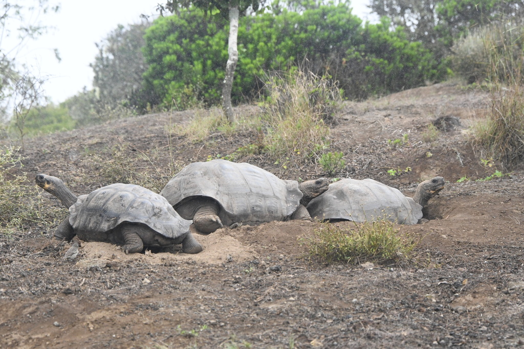 Wolf Volcano Giant Tortoise in December 2023 by Jorge Carrión Tacuri ...