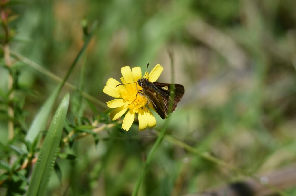 southern grass-skipper from Reefton VIC 3799, Australia on December 31 ...
