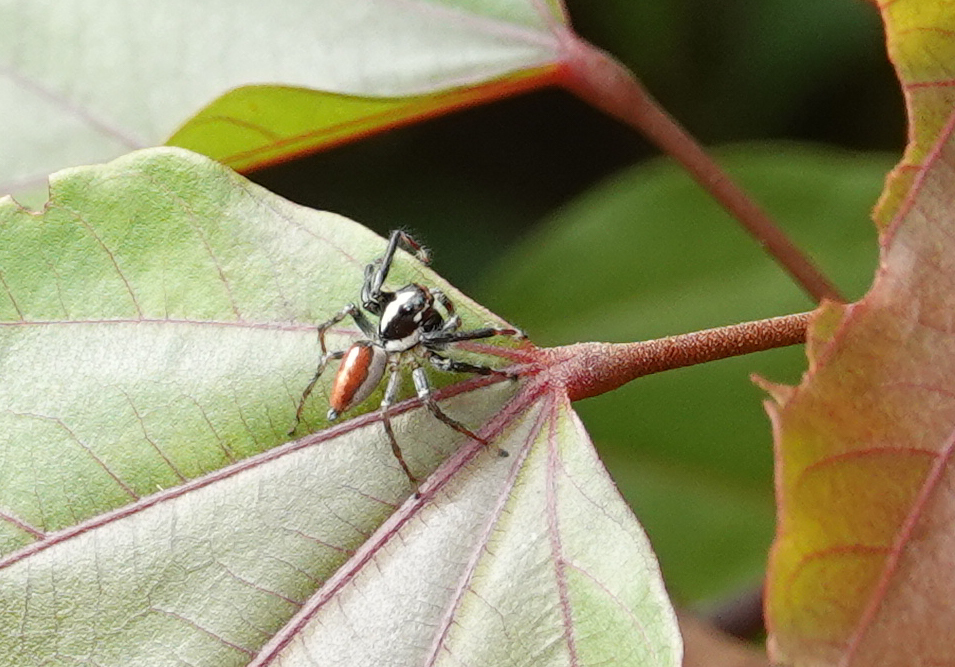 Pachomius from Rupununi Rd, Annai on January 22, 2022 at 02:21 PM by ...