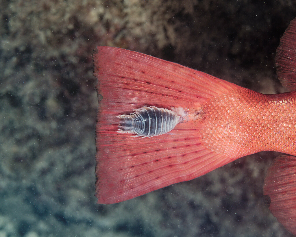 Creniola breviceps from Honolulu County, HI, USA on December 30, 2023 ...