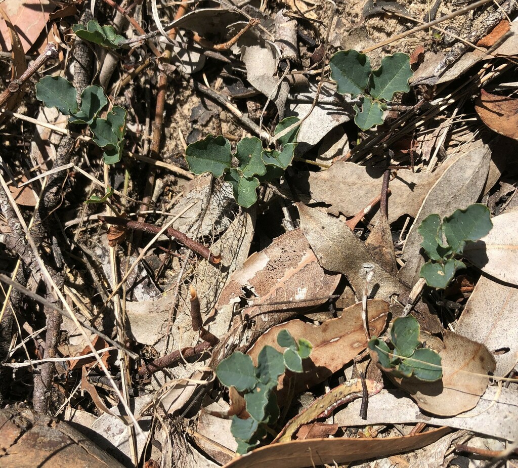 Running Postman from Wirrega SA 5267, Australia on December 31, 2023 at ...