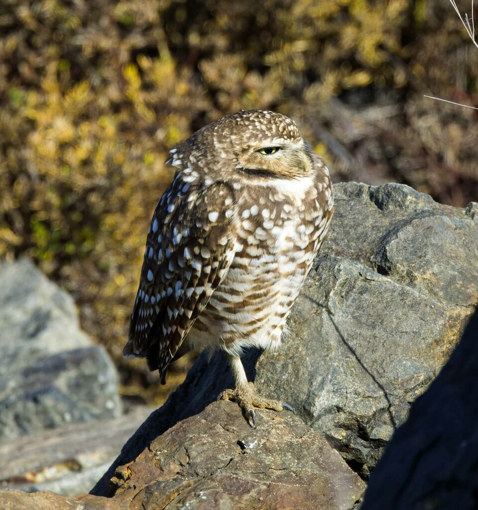 Burrowing Owl from Ocean Beach, San Diego, CA, USA on December 28, 2023 ...