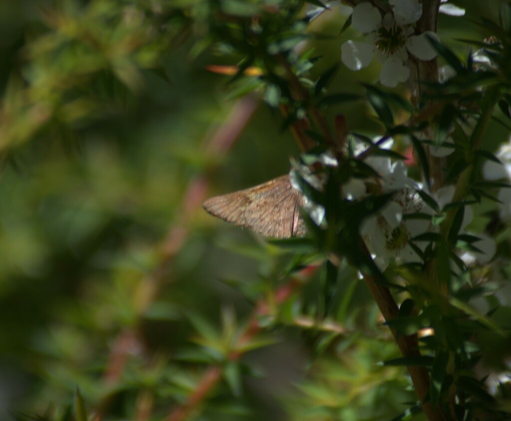 southern grass-skipper from Reefton VIC 3799, Australia on December 31 ...