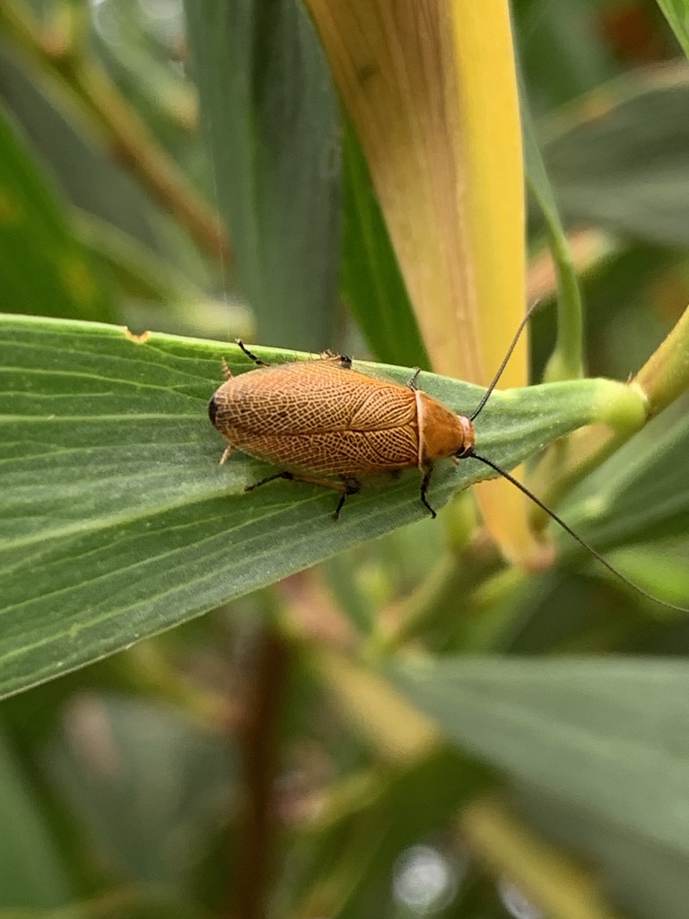 bush cockroach from Bonny Hills, NSW, AU on December 31, 2023 at 02:18 ...
