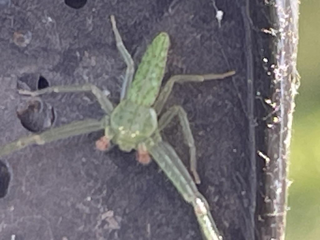 Oxytate argenteooculata from Kruger National Park, Bushbuckridge, MP ...