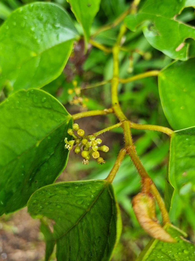 Kangaroo Vine from Upper Rollands Plains NSW 2441, Australia on ...