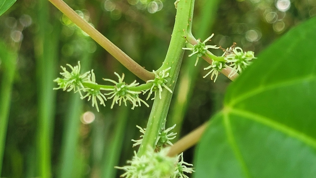 False Stinger (Pipturus argenteus) - Botanical Realm