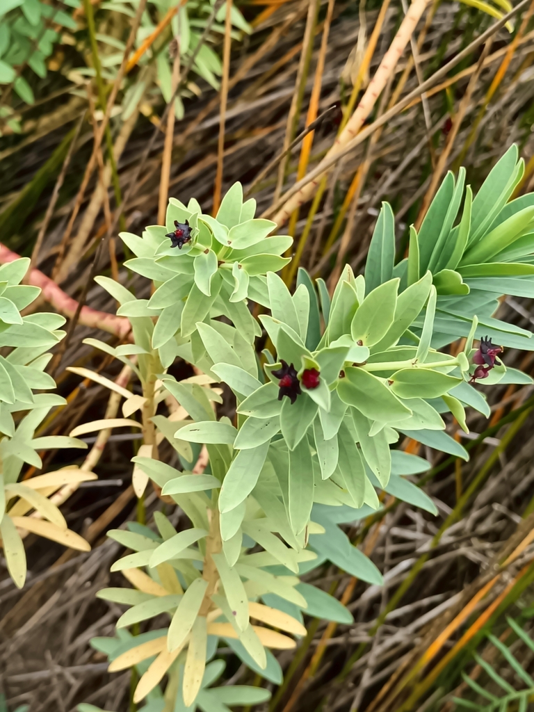Shore Spurge from New Zealand, Southland, Ulva Island on December 27 ...