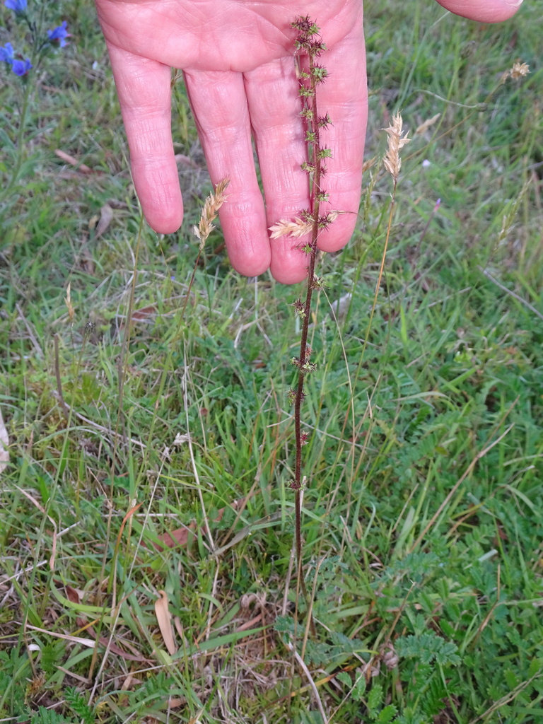 Bidibid from Jenolan NSW 2790, Australia on December 30, 2023 at 06:35 ...