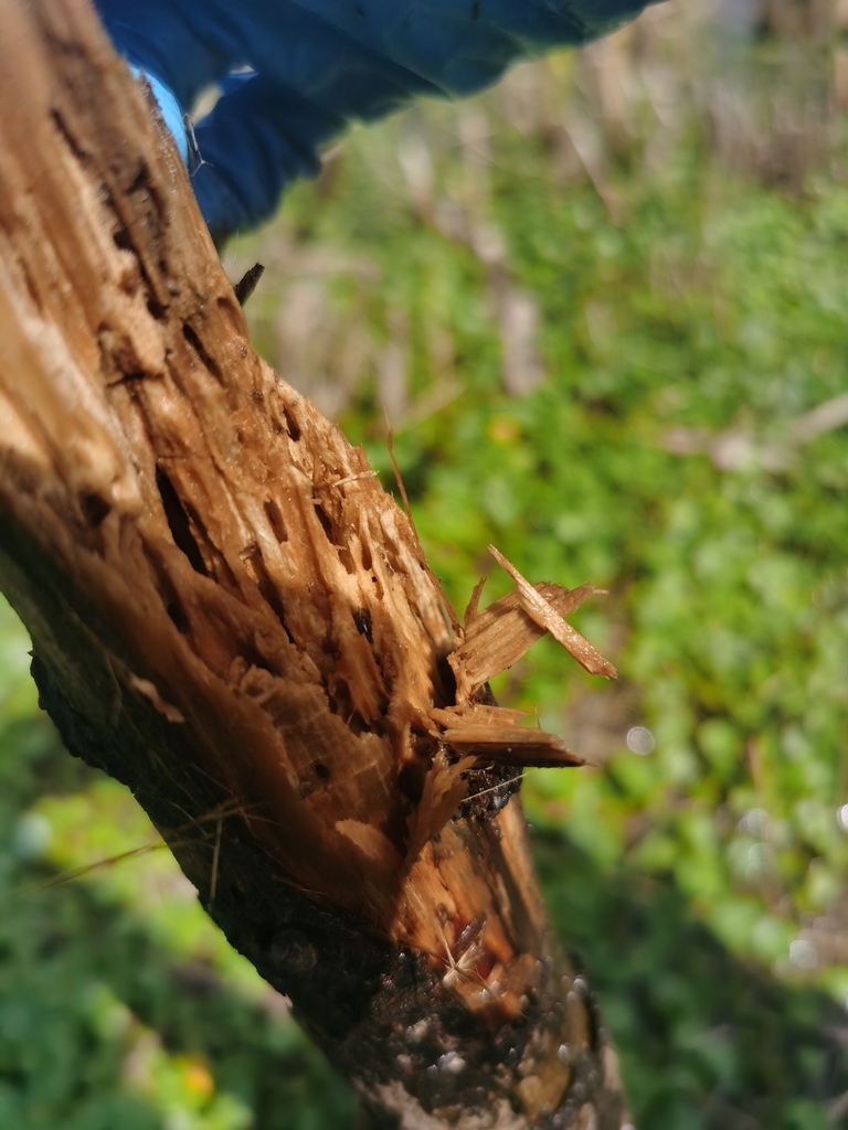 Gammaridae from 中国上海市浦东新区 on March 26, 2023 at 01:09 PM by zzc ...