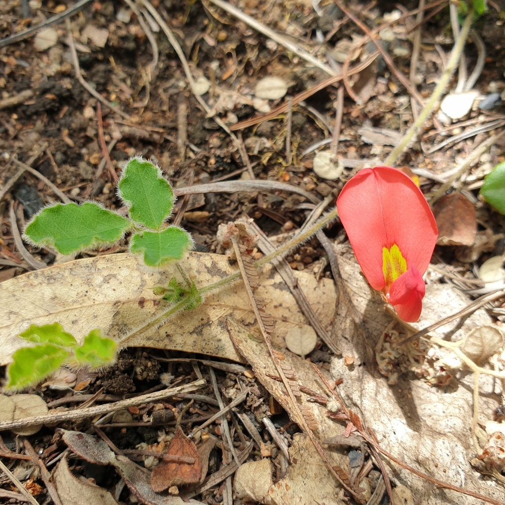 Running Postman from Garfield North VIC 3814, Australia on December 31 ...