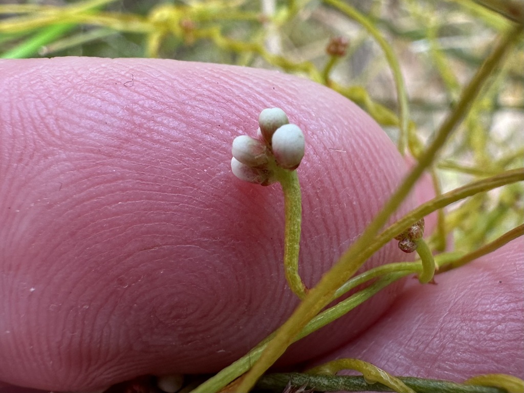 Slender Devil's Twine from Denmark WA 6333, Australia on December 31 ...