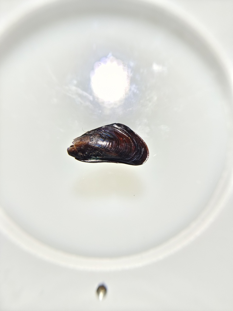 Vignadula atrata from 中国上海市浦东新区 on April 1, 2023 at 05:19 PM by zzc ...